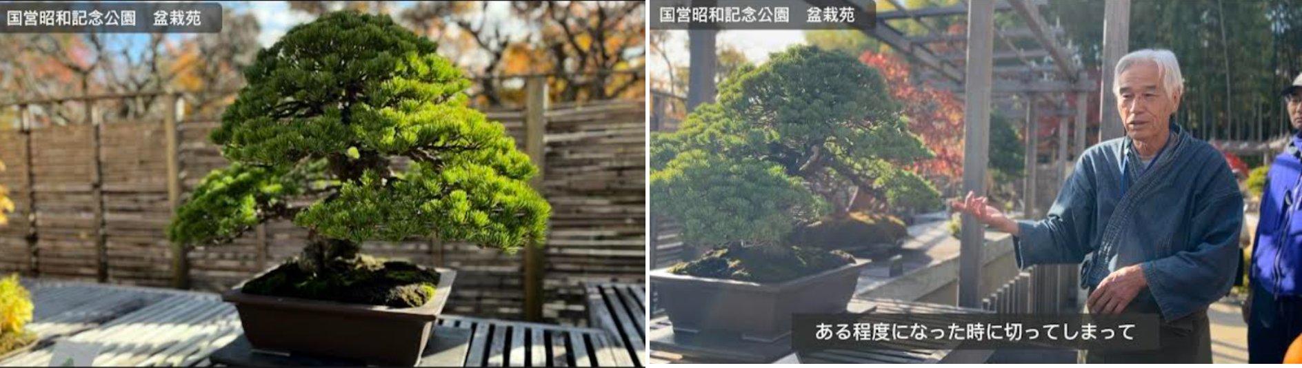 ニッポンの伝統美を堪能！昭和記念公園「盆栽苑」で癒しのひととき - OIDEYO！地方創生